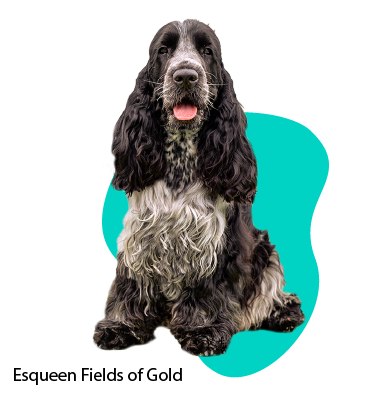 Cocker spaniel angielski – wszystkie informacje i opis rasy